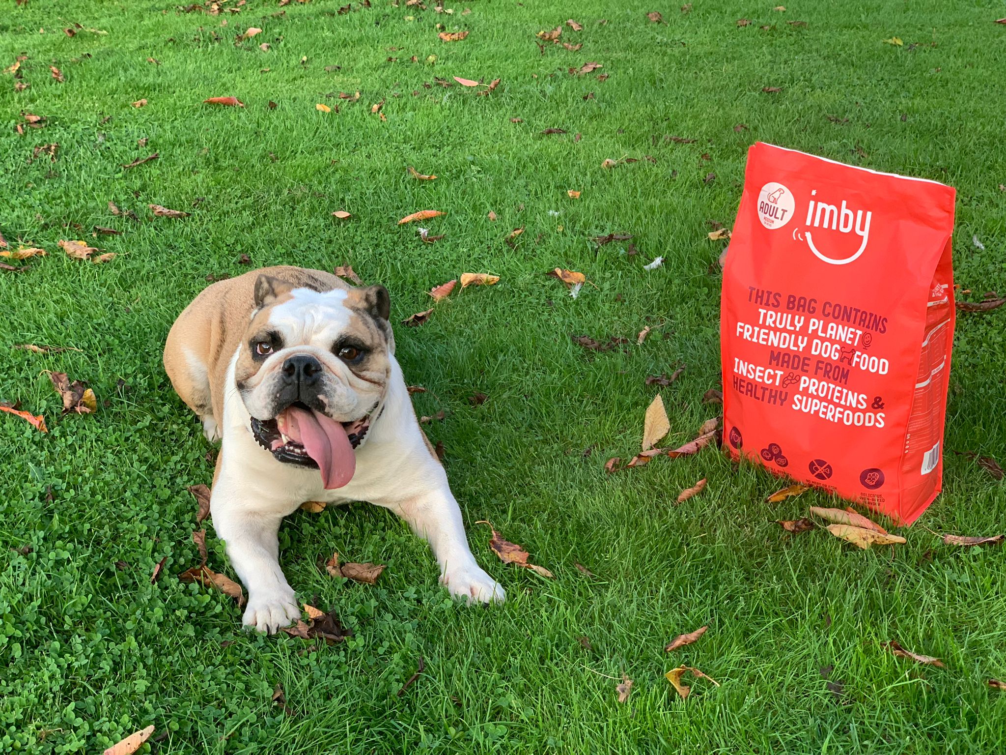 Harde Ontlasting bij Honden? Ontdek Wat Je Kan Doen | Imby