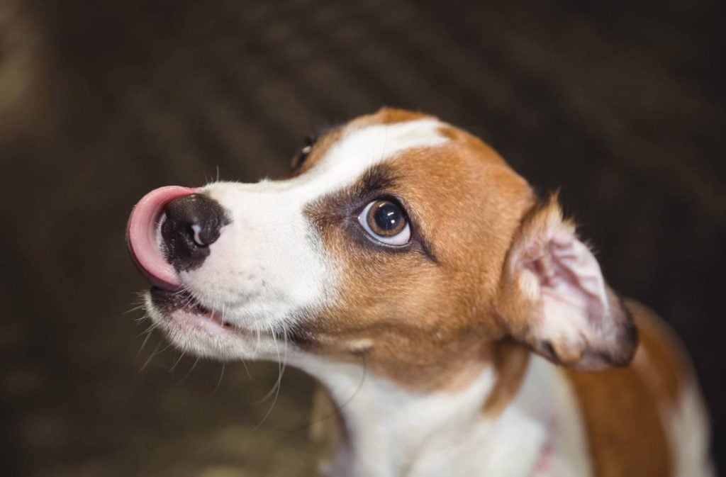 Gluten Intolerance in Dogs: A Detailed Guide