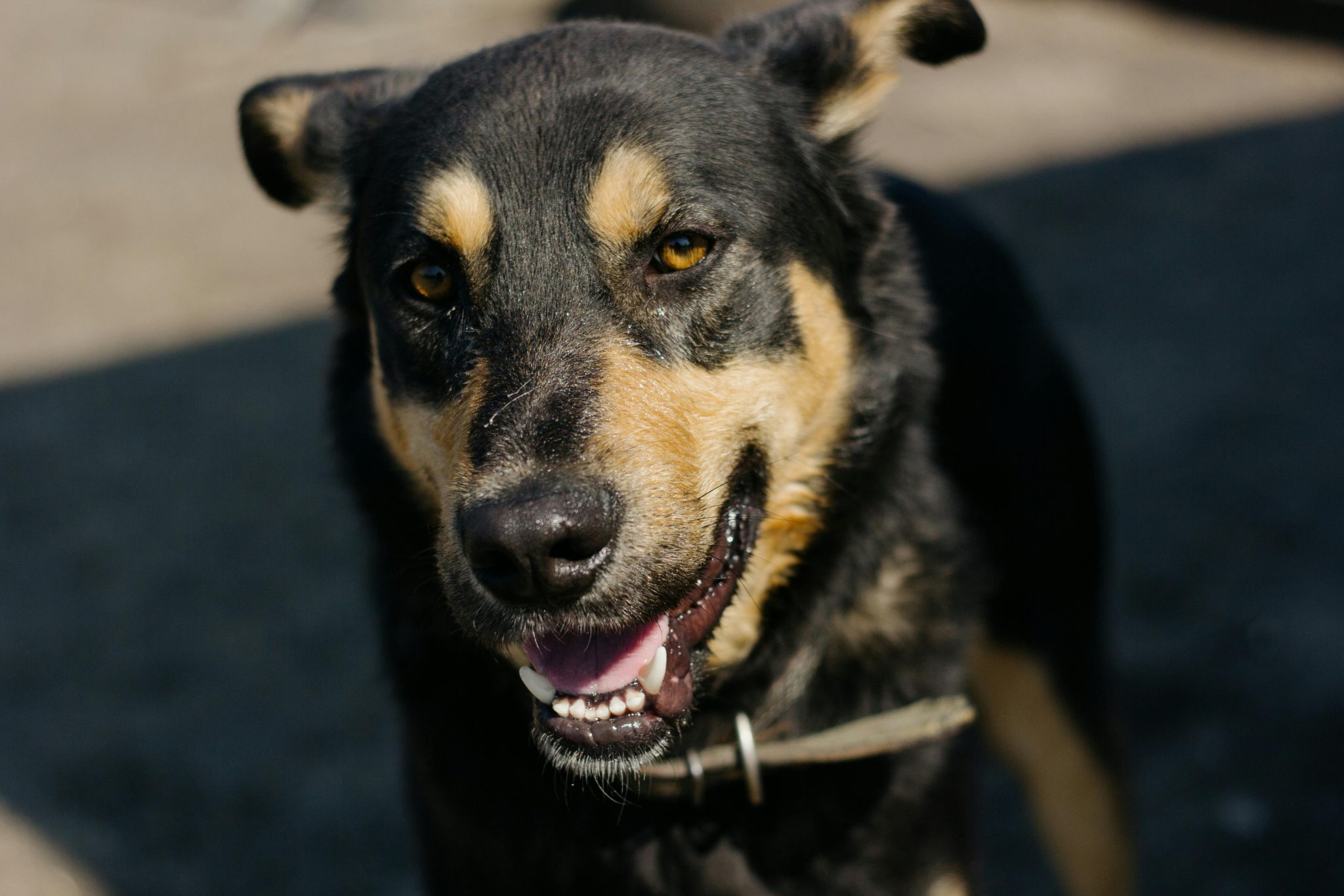 Vijf Sterke Argumenten om je Hond Geen Vlees te Voeden | Imby