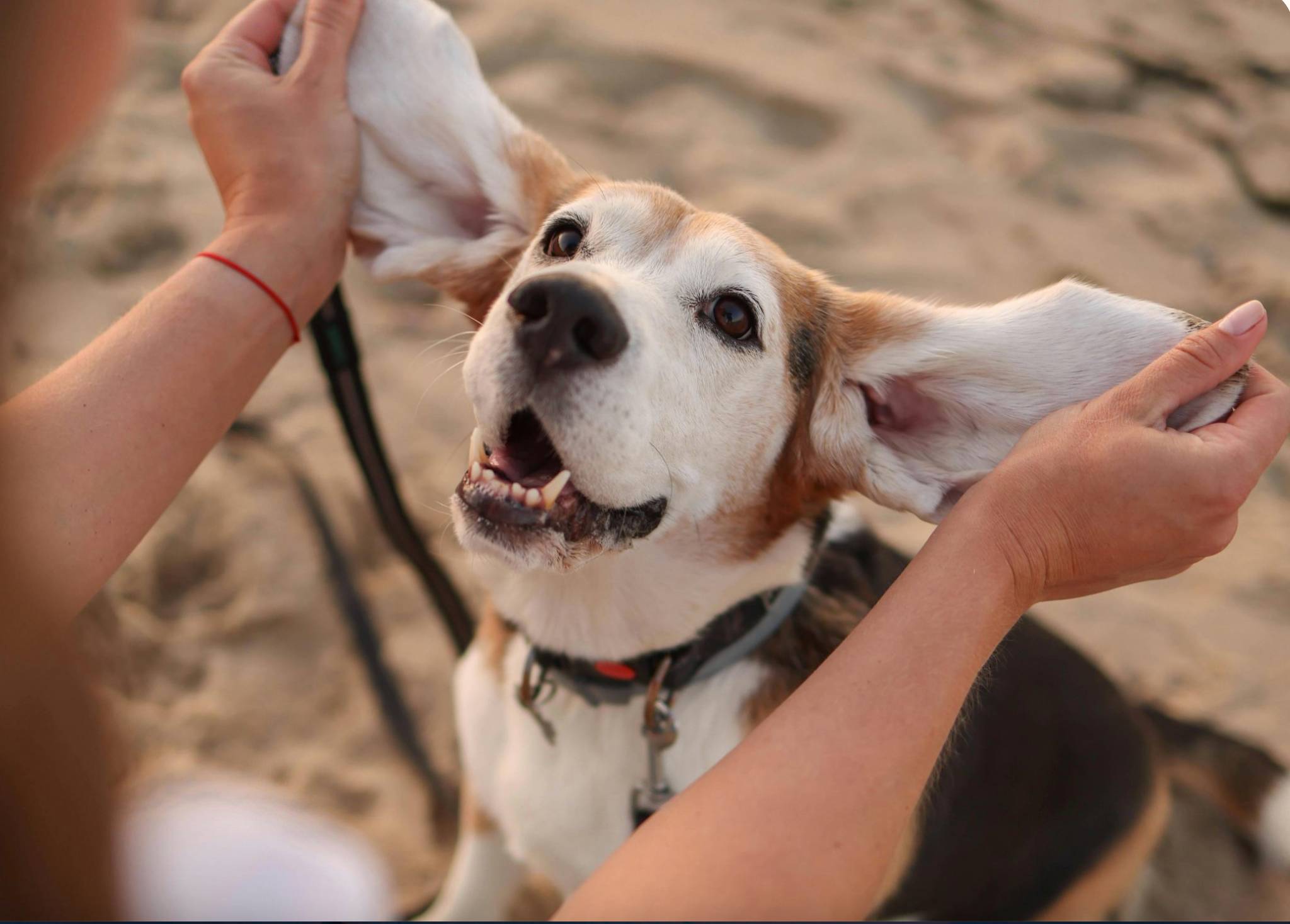 Ear infections in dogs: Causes, symptoms and treatment