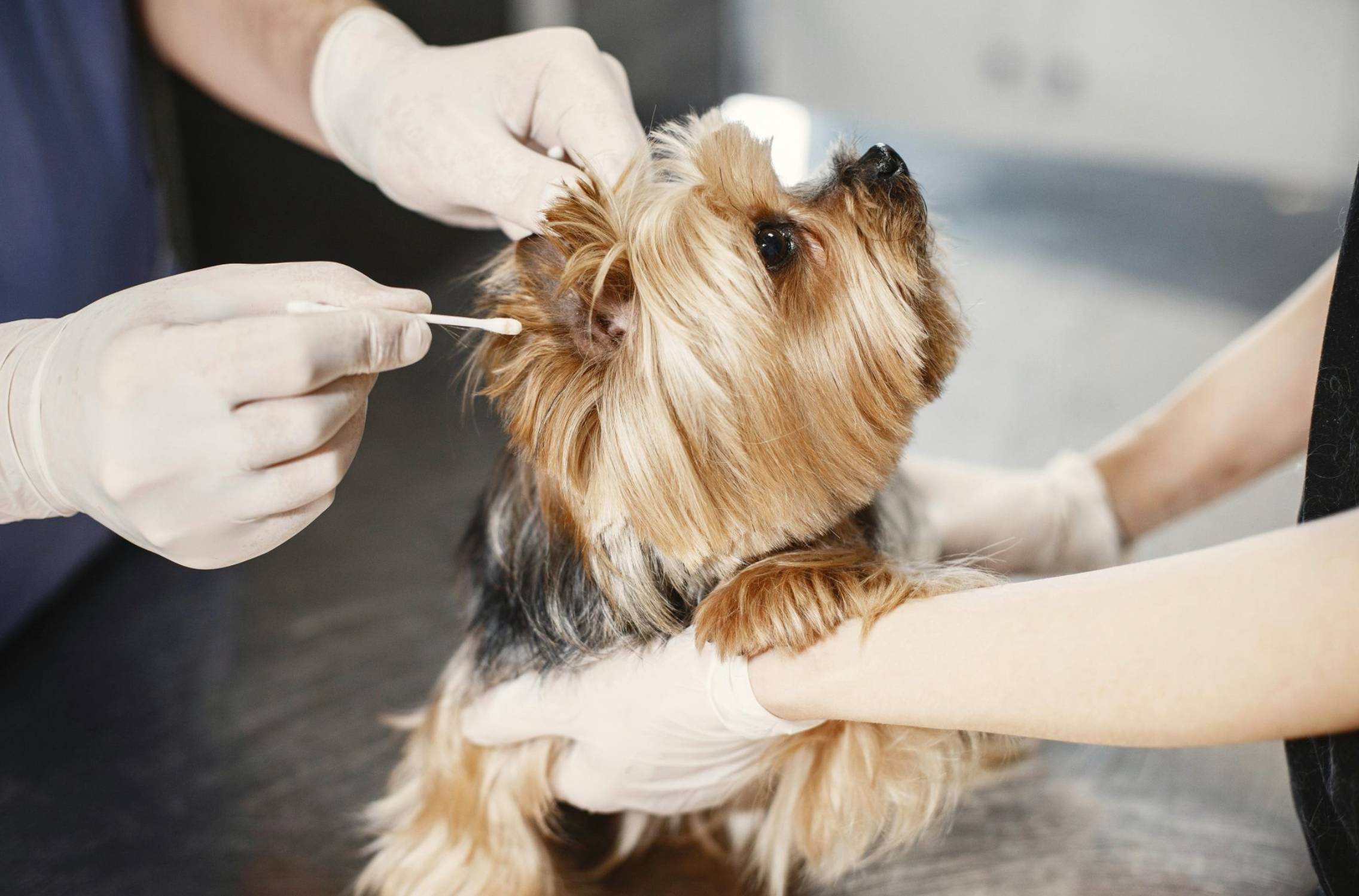 Yeast infection in dogs ears: Causes, Symptoms & Treatment