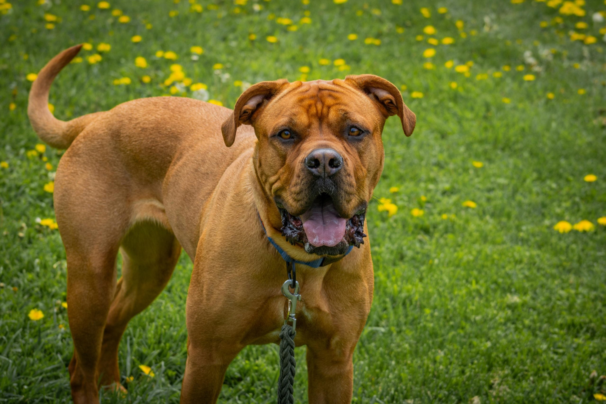 Alles over Bordeaux Dog: Karakter, Verzorging & Geschiedenis