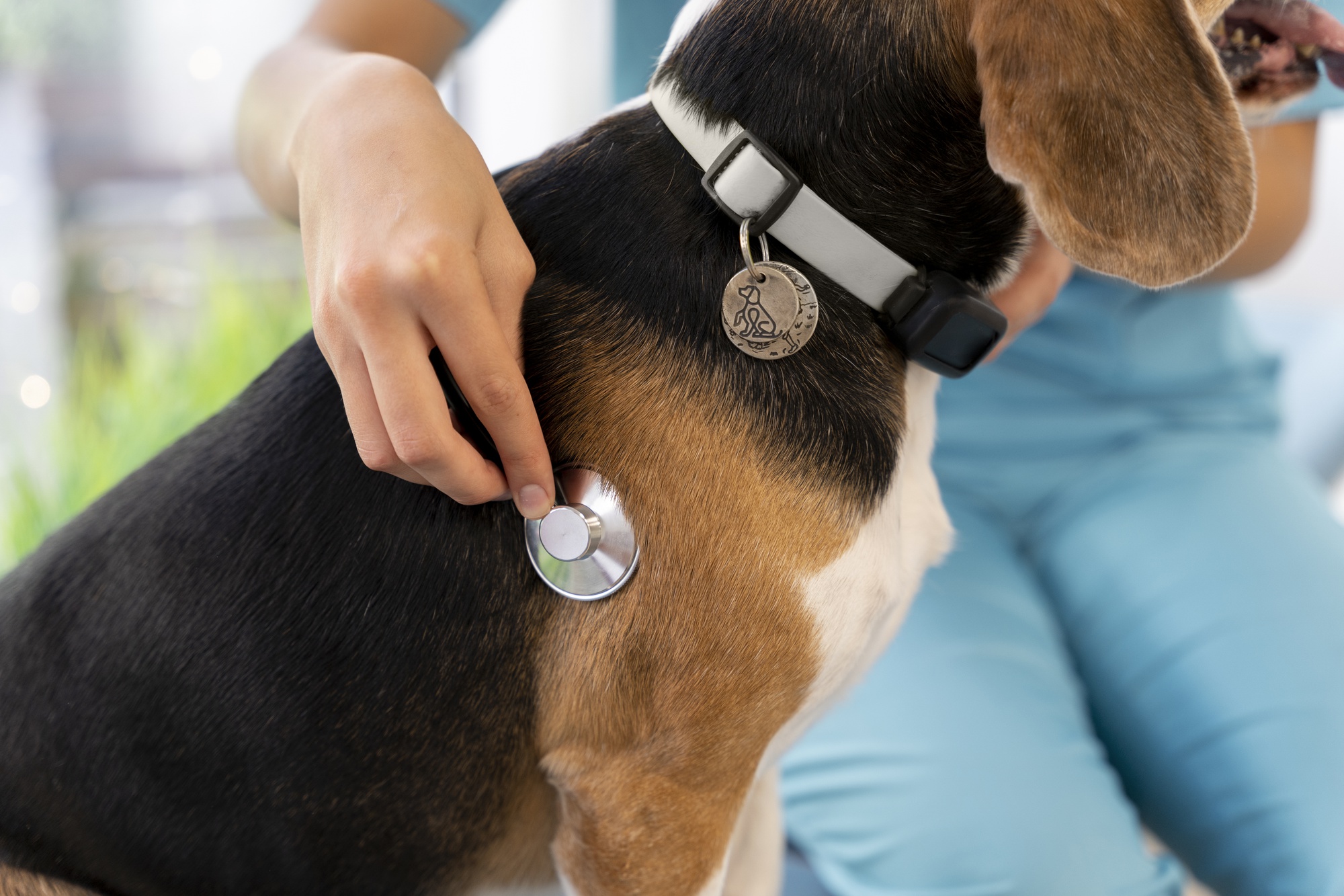 Teek Verwijderen bij je Hond: Veilig en Effectief Handelen