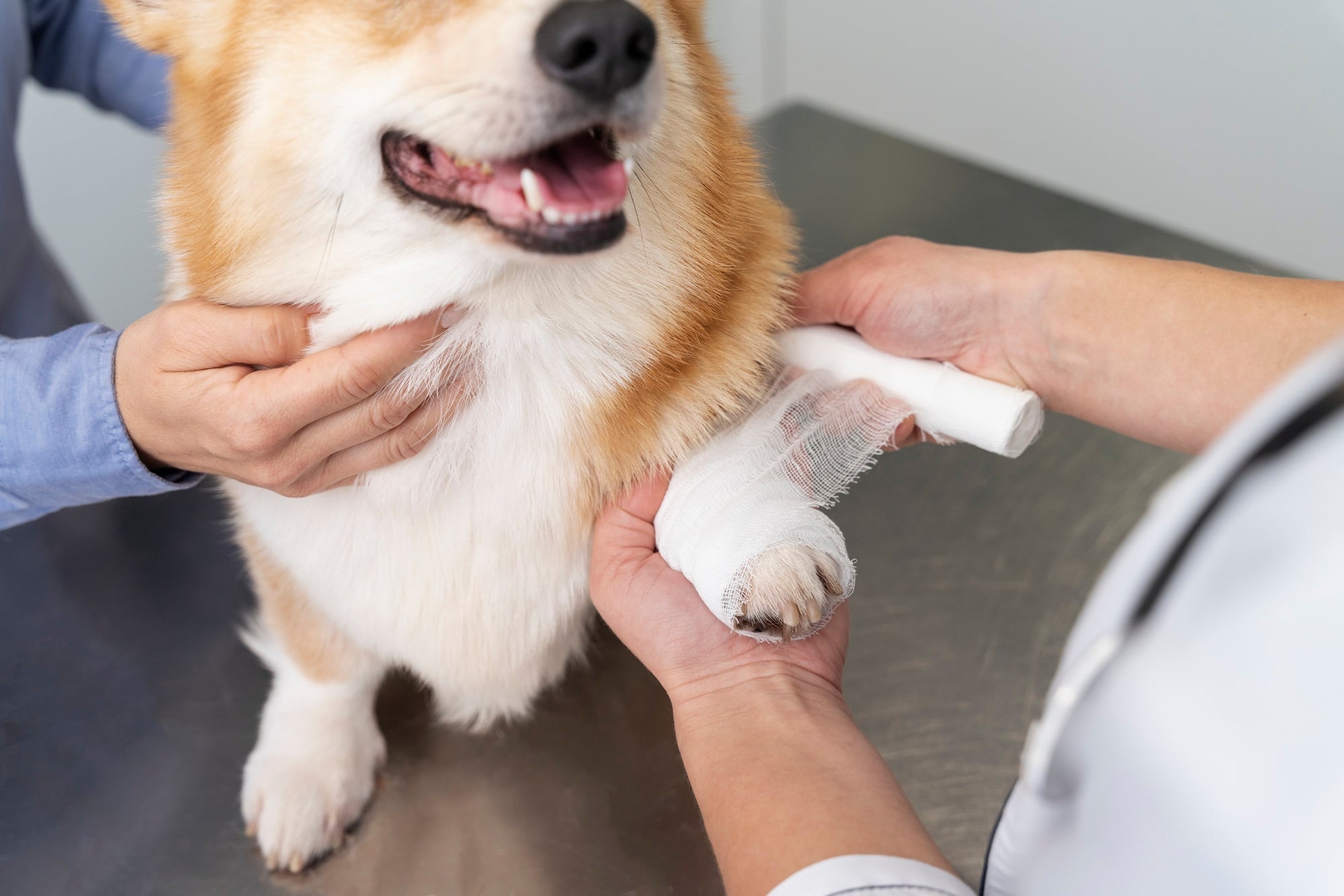 Ontstoken wond bij hond verzorgen: tips en behandeling